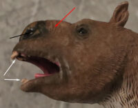 The CollectA Diprotodon Figure Has Amazing Detail