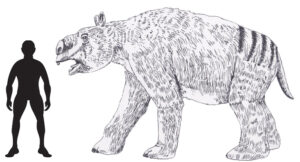 CollectA Deluxe Diprotodon Scale Drawing for Fact Sheet