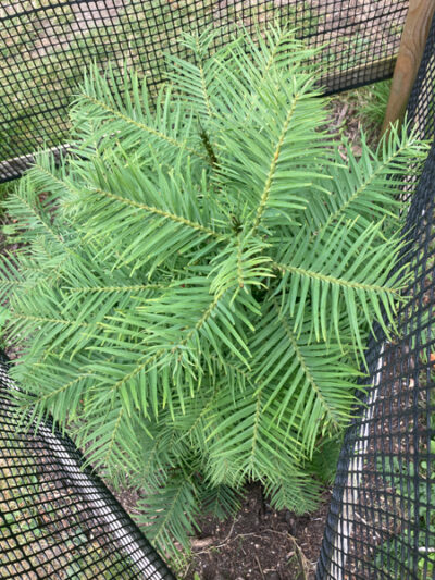 The Remarkable Wollemi Pine and Conservation Efforts