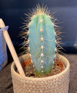 Cacti Evolution and Diversity Explored in New Study