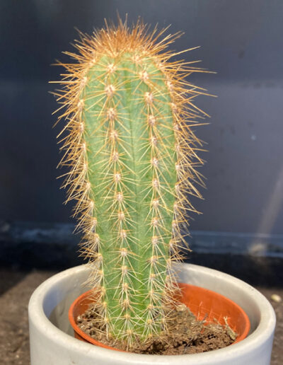 Cacti Evolution and Diversity Explored in New Study