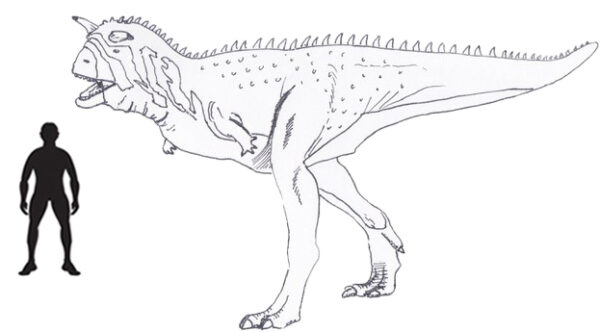 A New Carnotaurus Scale Drawing for a Fact Sheet
