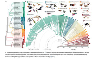 Phorusrhacids - Hair-like Feathers or Pennaceous?