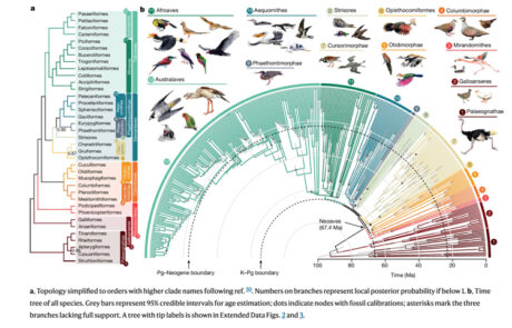 Phorusrhacids - Hair-like Feathers or Pennaceous?