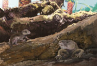 Mammal Evolution and Beautiful Brazilian Fossils