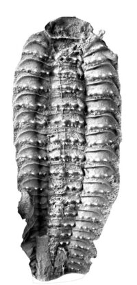 Arthropleura Fossils Reveal Remarkable New Features