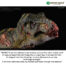 The Rebor Zombie T. rex Model is Praised by an American Fan