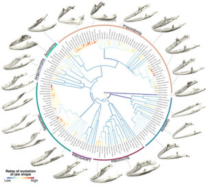 Study into Snakes and Lizards Reveals New Data on Evolution