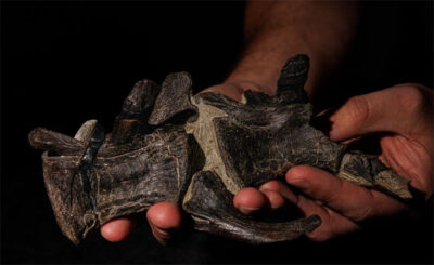 Australian Theropods More Diverse Than Previously Thought