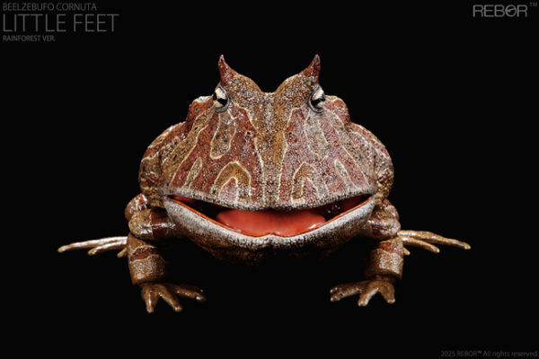 The New Rebor Little Feet Beelzebufo Model