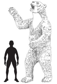 Arctodus simus Scale Drawing for Free Fact Sheet