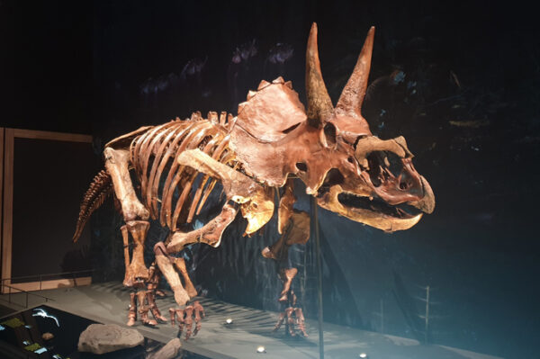 Herd of Triceratops Identified by Scientists