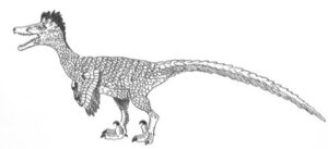 An Austroraptor cabazai Model is Illustrated