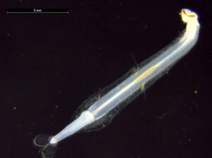 Cambrian Nectocaridids Mystery Solved by New Study