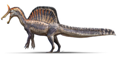 Spinosaurus mirabilis - Further Images of this New Spinosaur