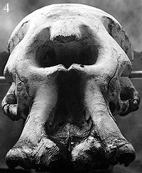 August 14, 2007 | Everything Dinosaur Blog