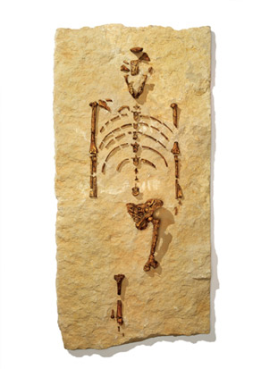 Lucy's Legacy - The Hidden Treasures of Ethiopia (A. afarensis)