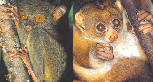 March 12, 2011 | Everything Dinosaur Blog