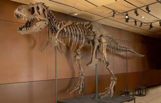 December 12, 2009 | Everything Dinosaur Blog